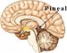The Pineal Gland: An Enigma of the Mind - Exploring your mind