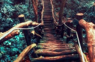 An Animal’s Eyes Have the Power to Speak a Unique Language - Exploring ...