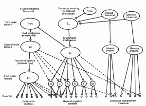Cattell's Intelligence Model and What It Can Teach Us - Exploring your mind
