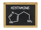 What Are Histamines and How Do They Work? - Exploring your mind