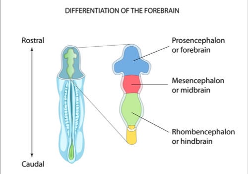 The Hindbrain Structure And Functions Exploring Your Mind