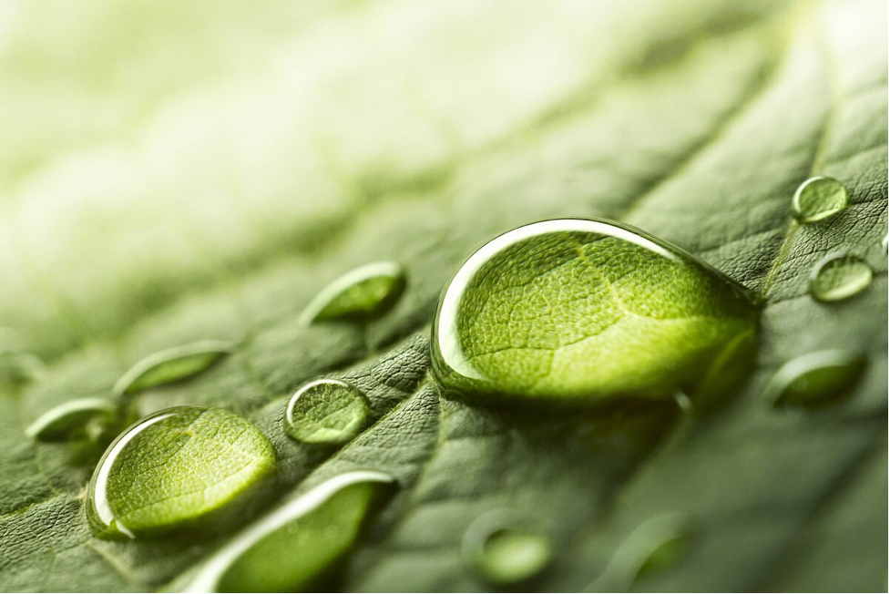 Gardner's Naturalistic Intelligence - Exploring your mind