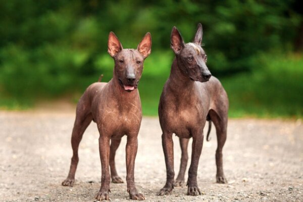 Xoloitzcuintle: The Aztec Dogs Who Guided Souls to the Underworld